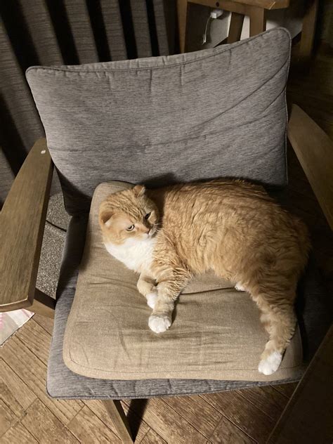 ろくいち カロゼロ同盟会長目覚まし会 on Twitter おやすみニャさい 猫のいる暮らし 猫のいる幸せ 猫好きさん