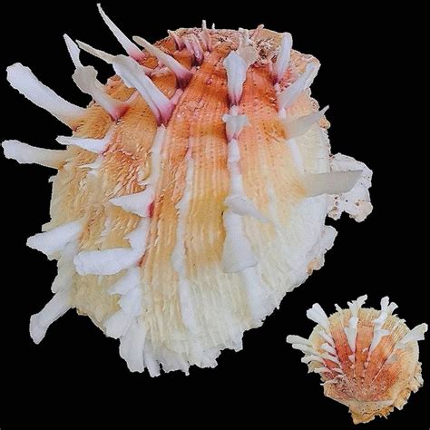 Spondylus Clarksoni A Stunning Specimen