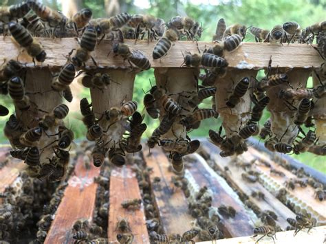 Carnica Königinnen unbegattet