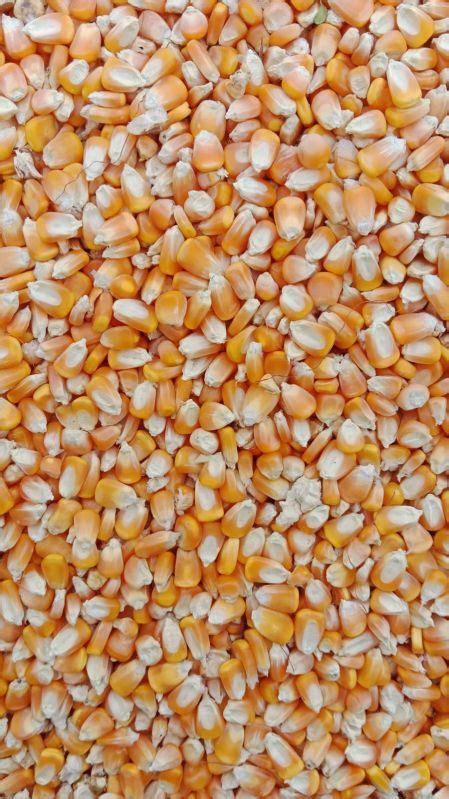 Natural All Grade Maize Seeds Color Yellow Packaging Size 50kg At