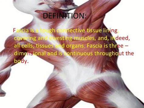 Fascia Fascinating Connective Tissue Health Wellness Sott Net