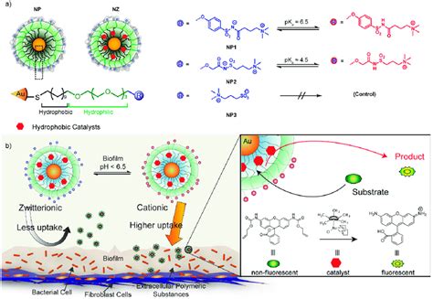 A Schematic Representation Of Nanoparticles Nanozymes And Molecular Download Scientific