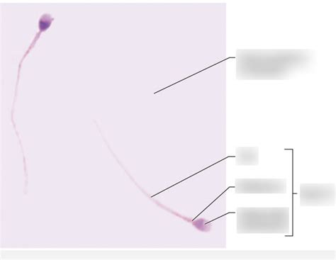 Sperm Diagram Quizlet