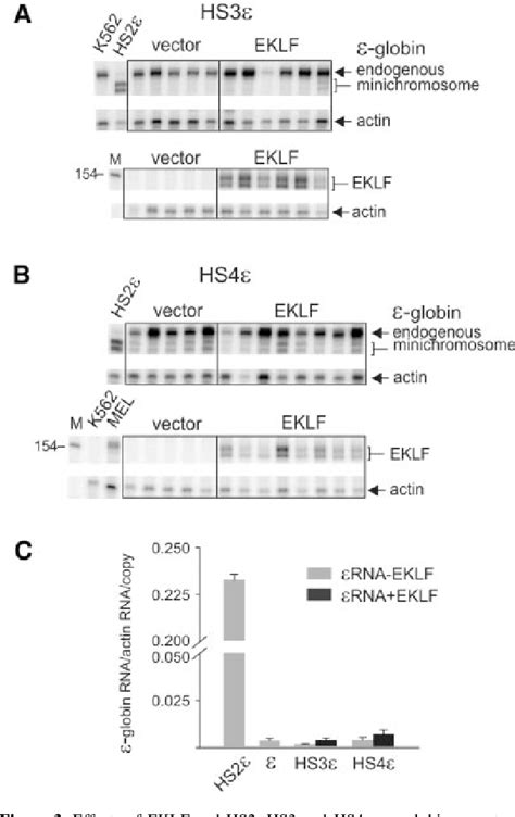 Figure 2 From Beta Globin Locus Control Region Hs2 And Hs3 Interact