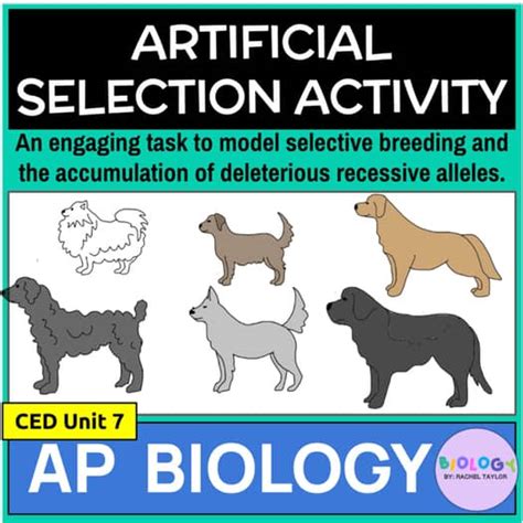 Artificial Selection Ap Biology By Rachel Taylor Tpt
