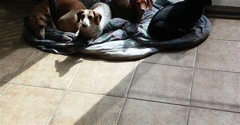 Nanners Baxter Oscar And Mr Butters The Doxie Clan Imgur