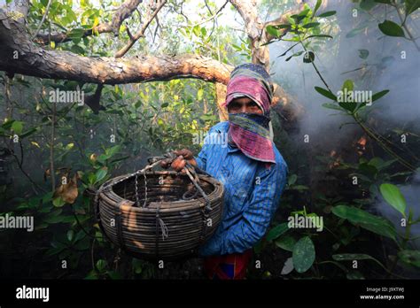 Traditional Honey Collection Sundarbans A Unesco World Heritage Site
