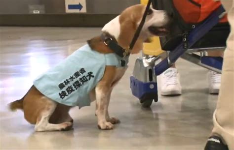 檢疫犬，揭發中國大媽欲偷運肉類入境，大媽灑淚求通融。 Peekme