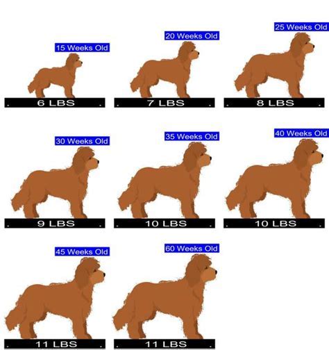 Cockapoo Size Chart A Simple Guide To Different Sizes Imaginative Minds