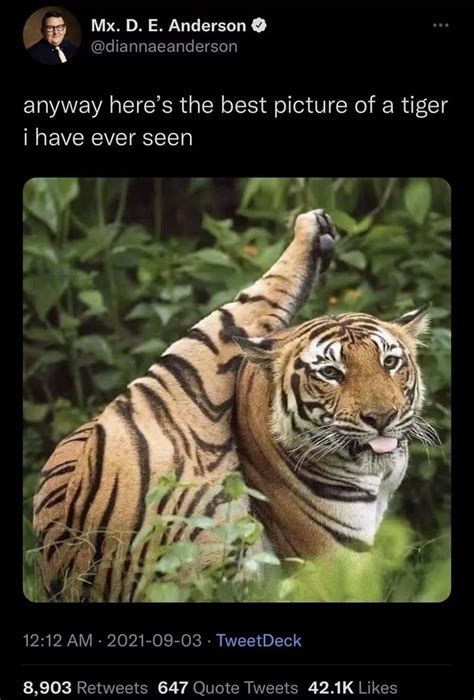 20 Tiger Memes To Turn Your International Tiger Day Into A Laugh Safari