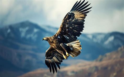 Imagen De Un águila Volando Majestuosamente A Través Del Cielo Abierto