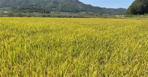 국립종자원 벼 보급종 보은알찬단지 확정…120톤 종자용 생산