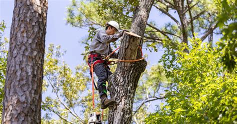 Choosing The Best Climbing Harness Setup For Tree Care Monarch Rope