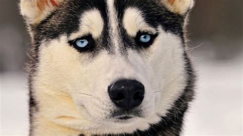 Siberian Husky Hd Wallpapers