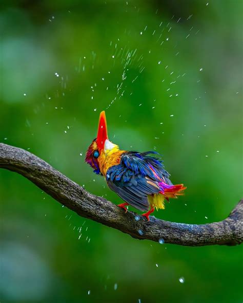Birds In Landscape Photography Nature Photographer Of The Year