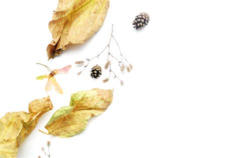 흰색 배경에 텍스트를위한 장소와 고립 된 단풍과 식물 평면 평신도 상단보기 창조적 인 개체를 가을 추수 감사절 디자인에 대 한 요소 0명에 대한 스톡 사진 및 기타 이미지