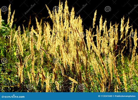 Ecosystem Vegetation Grass Plant Picture Image 113241040