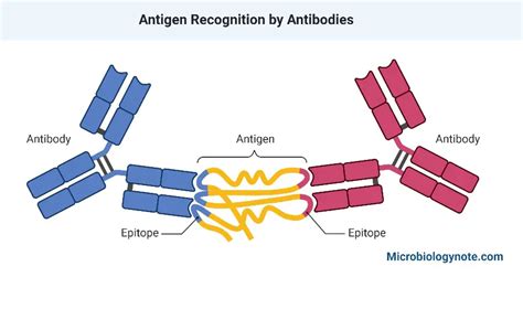 Antigen Definition Types Structure Detection Properties Biology Notes Online