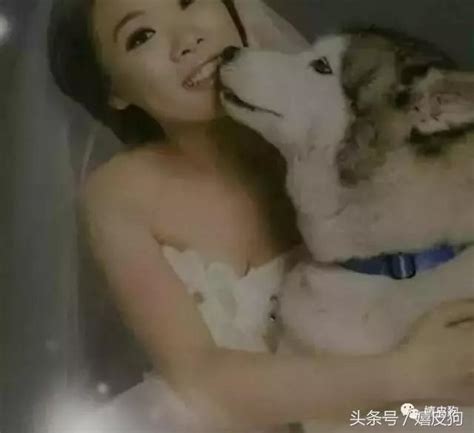 哈士奇因為咬人被拋棄，但這次真的不怪它 每日頭條
