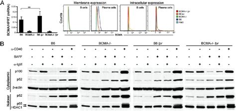 B Cells From Bcma 2 2 Lpr Mice Have Normal Bcr And Baff Mediated Nf Download Scientific
