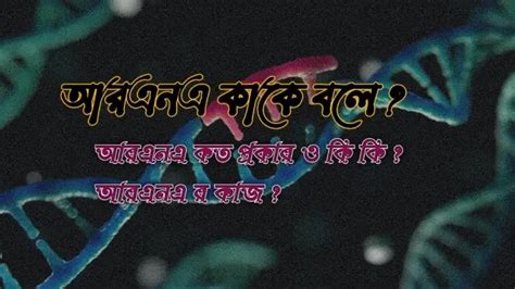Rna বলে Rna কত প্রকার ও কি কি Rna এর কাজ