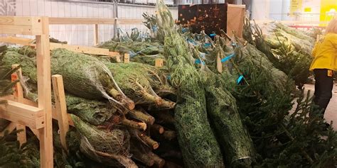 Klienci Sklepów Ikea Nie Dowierzają Taki Rabat Na żywe Choinki