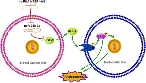 Schematic Diagram Of Lncrna Nr2f1‐as1 Promoting Breast Cancer