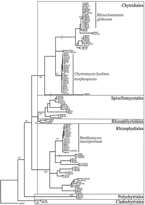 Maximum Likelihood Tree LnL 14427 072300 Of Tuscaloosa County Download Scientific Diagram