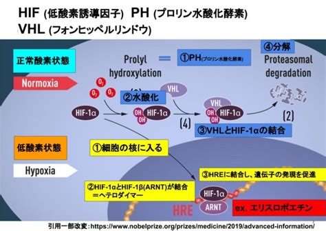 Hif Ph阻害薬の作用機序をわかりやすく＆詳しく解説します