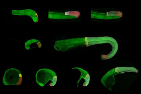 How To Study Gene Regulatory Networks In Embryonic Development Learn