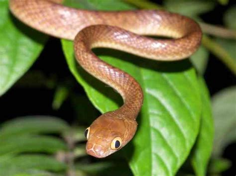 Brown Tree Snake Facts And Pictures Reptile Fact