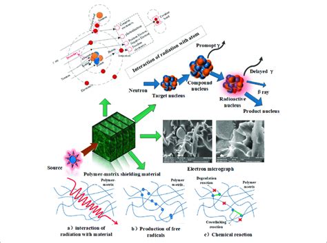 Schematic Diagram Of The Interaction Of Polymer Matrix Nuclear Download Scientific Diagram