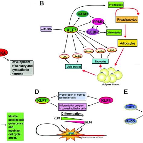 The Molecular Roles Of Krüppel Like Factor 7 Klf7 During The