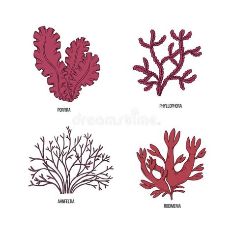 Porfira Algae Stock Illustrations – 7 Porfira Algae Stock Illustrations ...