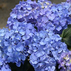 Get Lets Dance Blue Jangles Hydrangea 3 Gallon Pot Proven Winners