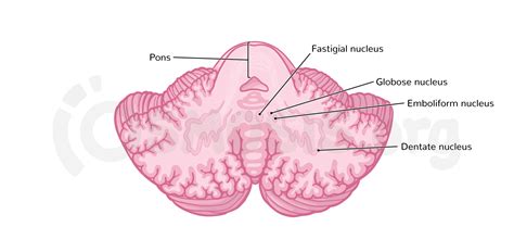 Anatomy Of The Cerebellum Osmosis