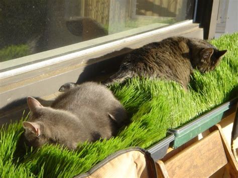 How To Grow A Cat Grass Bed Artofit