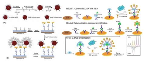 Different Types Of Immunological Techniques With Examples Biology