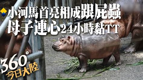 羞答答上海小河馬雙滿月首亮相成跟屁蟲 母子連心24小時黏tt【360°今日大陸】 20220826 全球大視野global