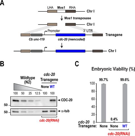 Figure 3 From Employing The One Cell C Elegans Embryo To Study Cell
