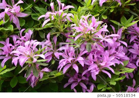 ツツジの花の名所 青梅市 薬王寺の写真素材 50518534 PIXTA