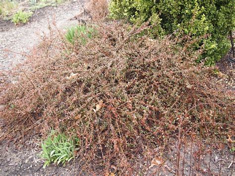 Cotoneaster Apiculatus Cotoneaster Cranberry Cotoneaster North Carolina Extension Gardener