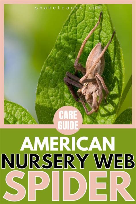 Spiders In New Jersey 38 Different Species Artofit