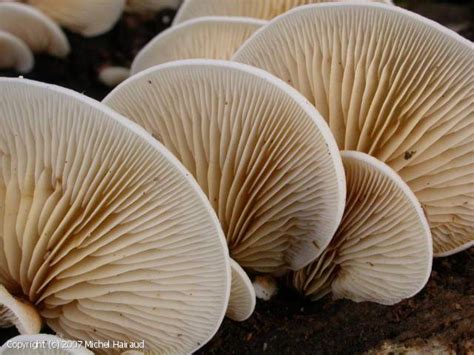 MycoDB Fiche De Crepidotus Macedonicus