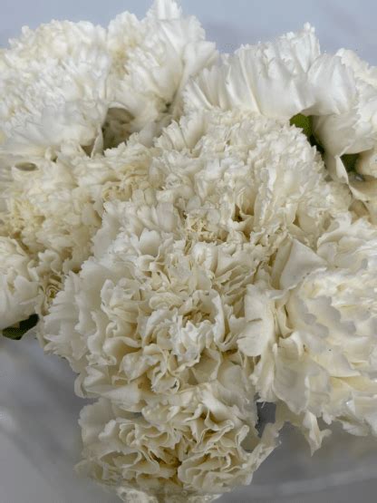 Clavel Blanco Flores Vivas