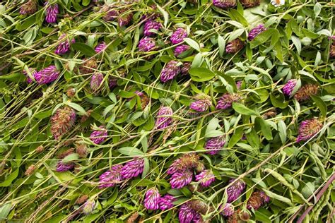 Mown Grass Stock Image Image Of Outdoor Green Nature 46896879