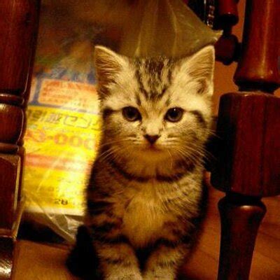 偏見で語る兵器bot on Twitter 自動車爆弾が話題なので威力表を再掲 死ぬ気で突っ込んでくる自動車を止めるとなると結構な大火力