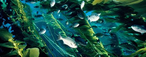 A More Complete Account Ucsb Marine Science Institute