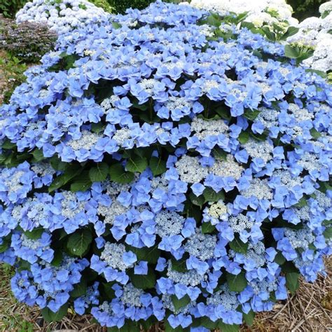 Plants Lacecap Hydrangeas Northeast Nursery