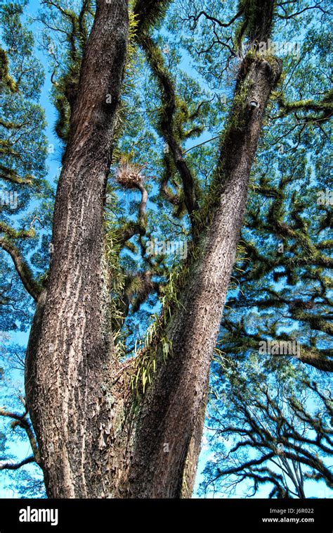 Tree Park Vegetation Salt Water Sea Ocean Water Backdrop Background